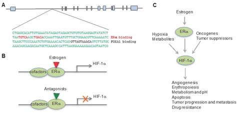 Ijms Free Full Text Hypoxia And Hormone Mediated Pathways Converge