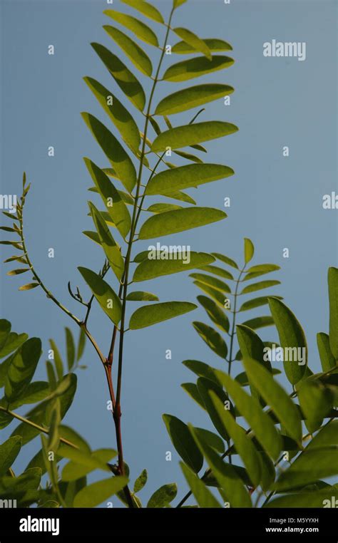Robinie Baum Fotos Und Bildmaterial In Hoher Auflösung Alamy