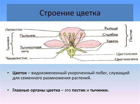 Цветок его строение и значение презентация онлайн