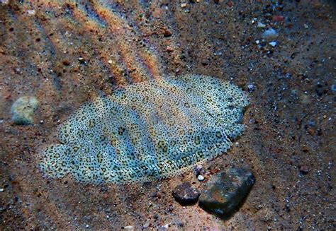 Sole Fish Swimming