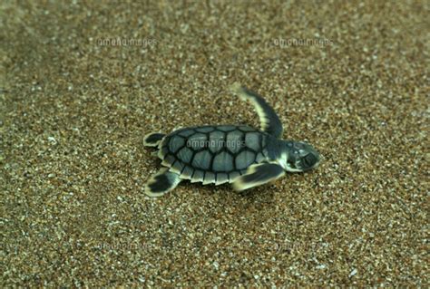 孵ったばかりのアカウミガメ 32240001308 の写真素材イラスト素材アマナイメージズ