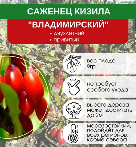 Купить саженцы Кизил Владимирский с доставкой! | Florali-Flor