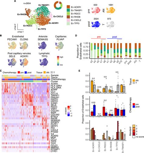 Characterizing Endothelial Cells Within The Tumor Microenvironment Of