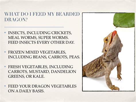 Bearded Dragon Care Sheet