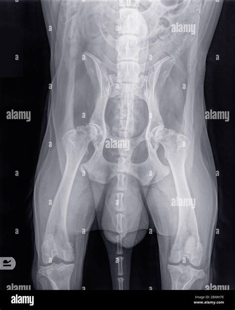 Arashigaoka zorro Reclamación radiografia perro displasia taller Son Mus