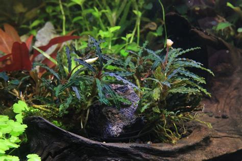 Bucephalandra Catherinae Red — Buce Plant