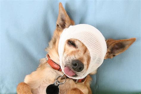 Signs Of Head Trauma In Cats Golfpals