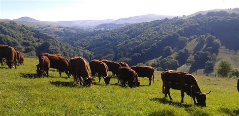 Animaux à vendre Elevage de vaches salers GAEC Fournier de la Renordie