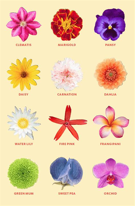 What Causes Color In Flowers At Kenneth Hyde Blog