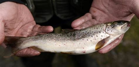 Manger Un Poisson Aux Etats Unis Revient à Boire De Leau Contaminée
