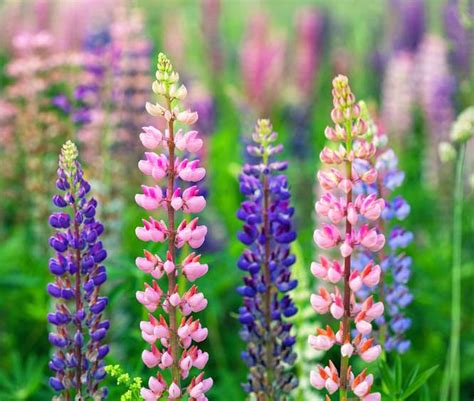 Lupin Bien Semer Planter Et Conseils D Entretien Des Lupins