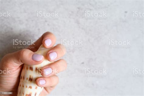 옅은 분홍색 으로 칠해진 손톱을 가진 여성의 손은 회색 콘크리트 배경에 조개를 들고 있습니다 텍스트 공간 개념에 대한 스톡 사진