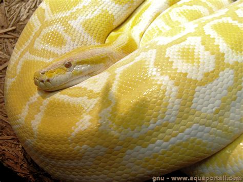Python Genre