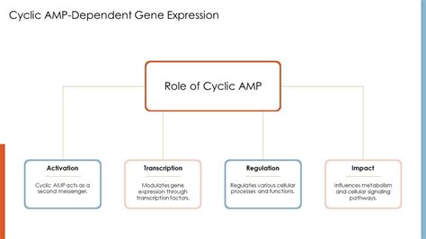 Cyclic Amp Essential Role In Cellular Signaling And Metabolism Ppt