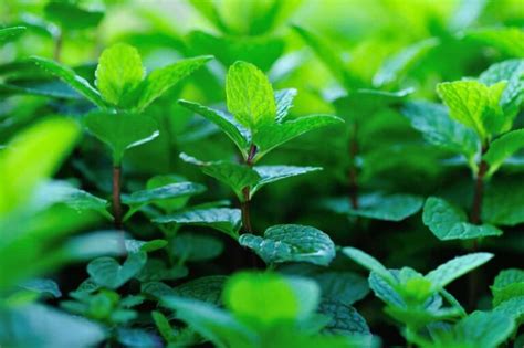 Kerala Organic Farming For Vegetables Herbs Fruits Millets Crops