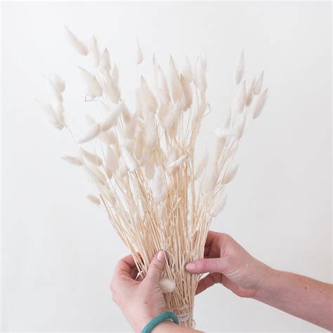 Bleached White Bunny Tail Grass Dried Flower Moxie Diy Wedding