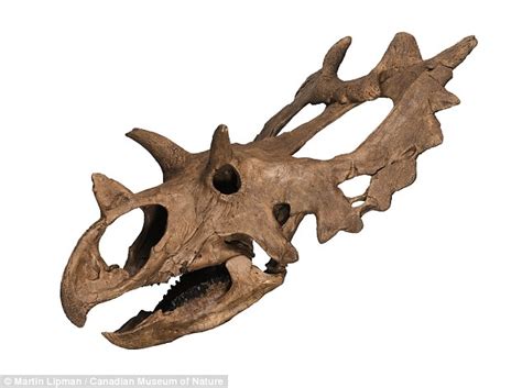 Triceratops Ancestor With Spiky Bone Shield On Its Head And Devil