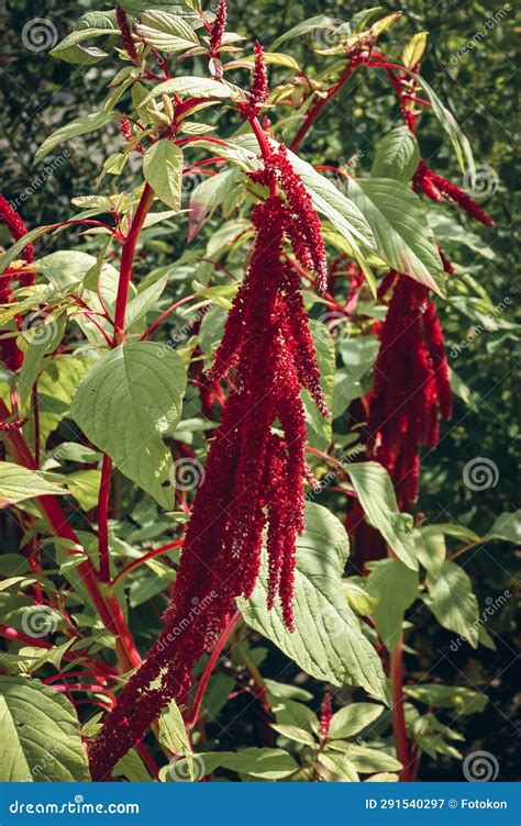 Amaranthus Caudatus Plan T Stock Image Image Of Closeup 291540297
