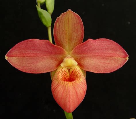 Phrag Icho Tower Beauport X Besseae Var Flavum Canary Gold