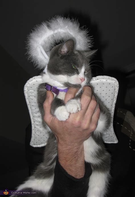 Purrfect Angel Costume For Cats Best Halloween Costumes Photo 45