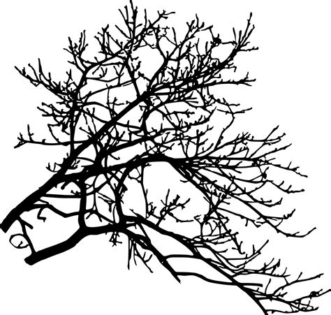 Tree Branch Silhouettes PNG Transparent OnlyGFX Com