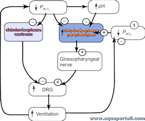 R Cepteur D Finition Et Explications