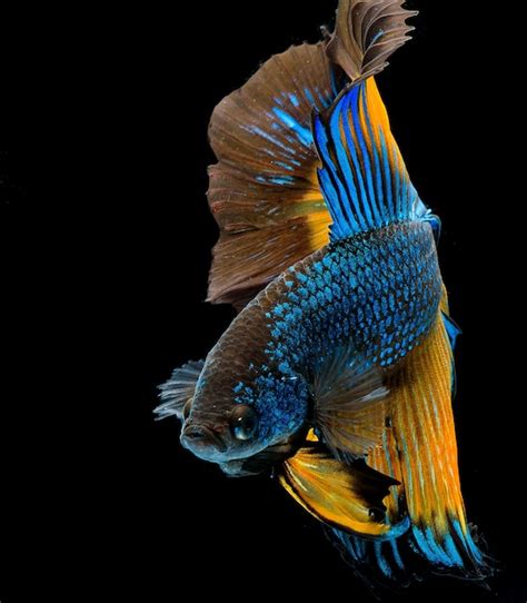 하프 문 베타 물고기 샴 싸우는 물고기 물고기의 움직임을 포착 Betta Splendens 프리미엄 사진