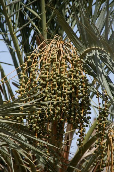 The Hollywood Ragazze Dates Tree Image