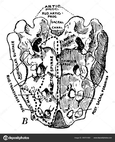 Sacro Humano Hueso Triangular Grande Como Base Columna Vertebral Que
