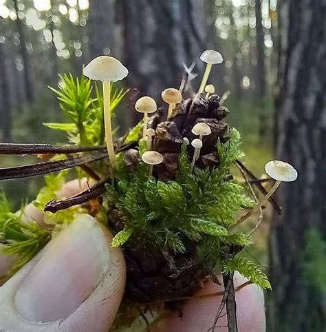 Visit Faroe Islands According To The Legends The Faroese Viking