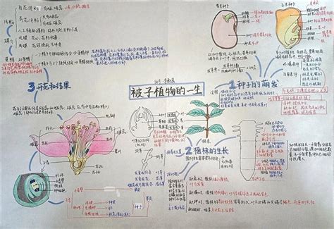 生物思维导图被子植物的一生 被子植物一生及植物三大生理作用的思维导图 图片 网专笔记
