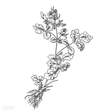 手绘草本植物花卉 植物花卉 插画图形素材 酷图网 花瓣网