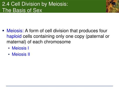 PPT Cells And Cell Division PowerPoint Presentation Free Download ID 2087127