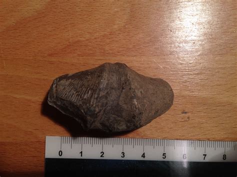 Spirifer Id Needed Fossil Id The Fossil Forum
