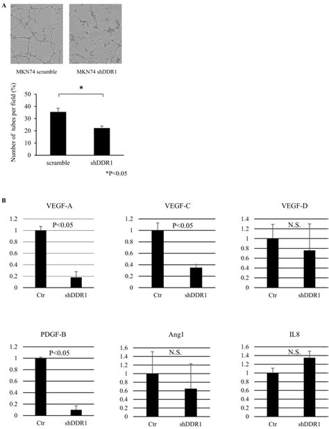Silencing Of Discoidin Domain Receptor 1 Ddr1 Concurrently Inhibits Multiple Steps Of
