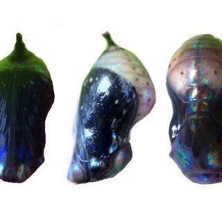 Shematic Representation Of The Preparation Of HPMCP Capsules Download Scientific Diagram