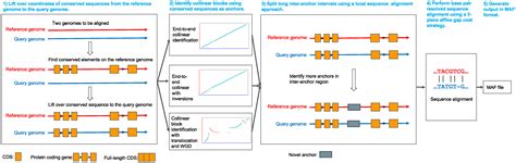 Anchorwave Sensitive Alignment Of Genomes With High Sequence Diversity Extensive Structural