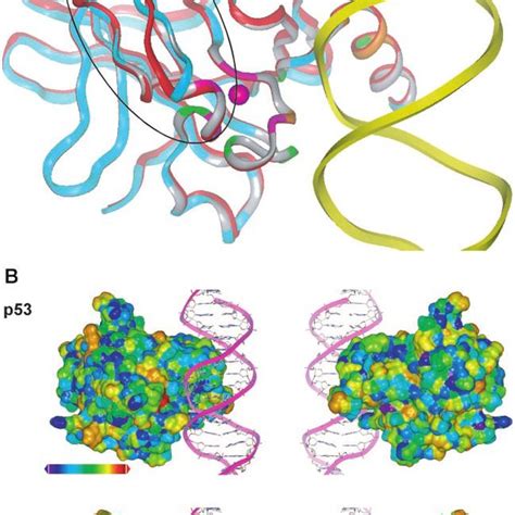 A Superposition Of The Backbone Representation Of The P53 Dbd