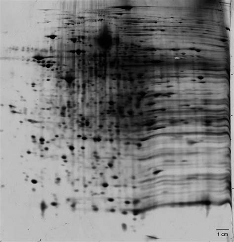 Densitometry Azure Biosystems