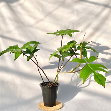 커먼리프 필로덴드론 플로리다 뷰티 12cm 감성식물 플랜테리어 카페식물 관엽식물 위시버킷