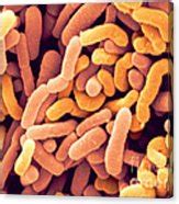 Lactobacillus Acidophilus And L Casei Photograph By Scimat Fine Art