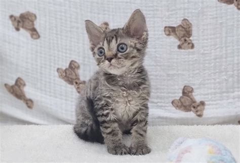 목동고양이분양데본렉스분양보니 요미캣 분양글