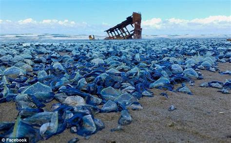 Strong Winds In Oregon Blow Thousands Of Blue Jellyfish Like Creatures