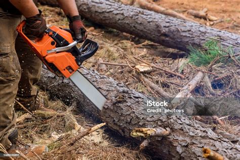 직원이 나무를 베는 과정에서 전기 톱으로 나무를 자르는 상황이 발생하여 숲이 파괴됩니다 45 49세에 대한 스톡 사진 및 기타 이미지 45 49세 나무 나무줄기