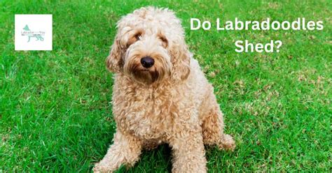 Do Labradoodles Shed You Wont Believe What We Uncovered