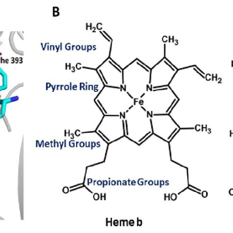 The Schematic Representation Of The Catalytic Cycle Of Cytochrome P450
