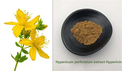 China Hypericum Extract Manufacturers Suppliers Factory Buy Hypericum