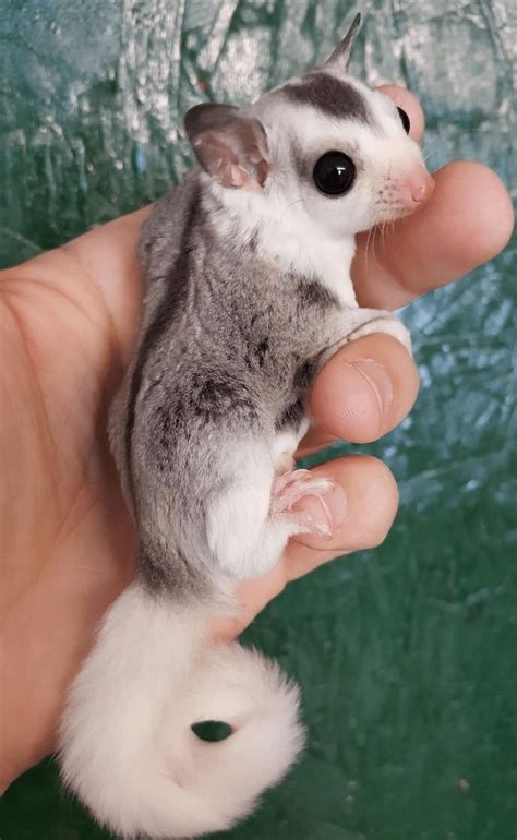 Sugar Glider Colors Different Color Of Sugar Glider With Pictures In