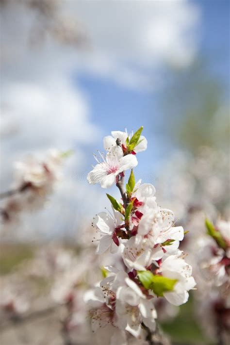 Cherries Lat Prunus Subgen Cerasus Subgenus Plants Of The Genus