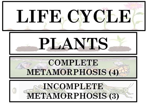 Active Anchor Chart Life Cycle Treetopsecret Education